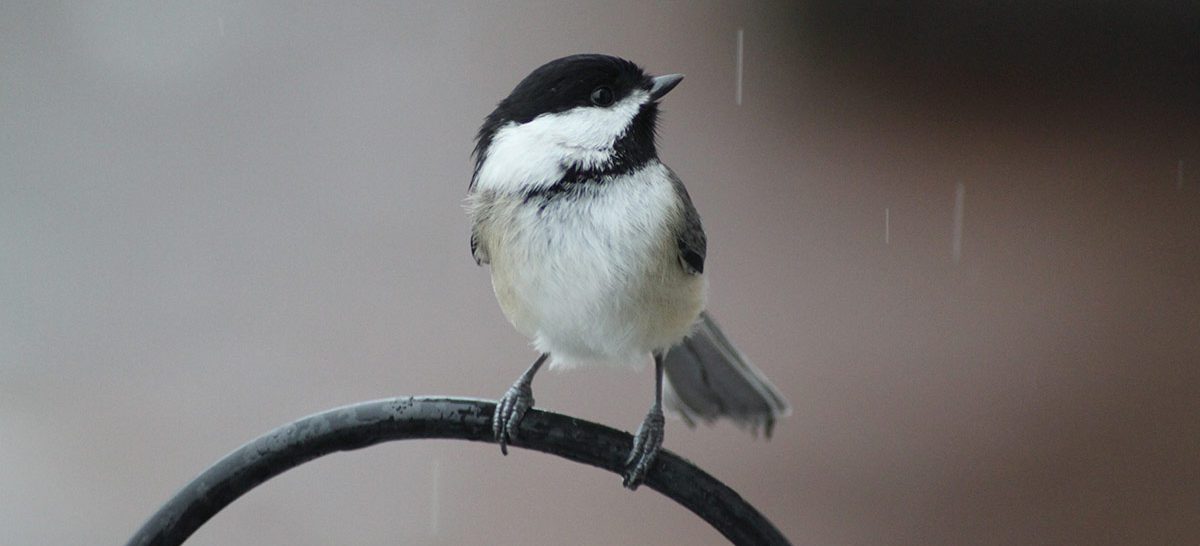 Nature and Birding | Johnny Cuomo Musician & Storyteller
